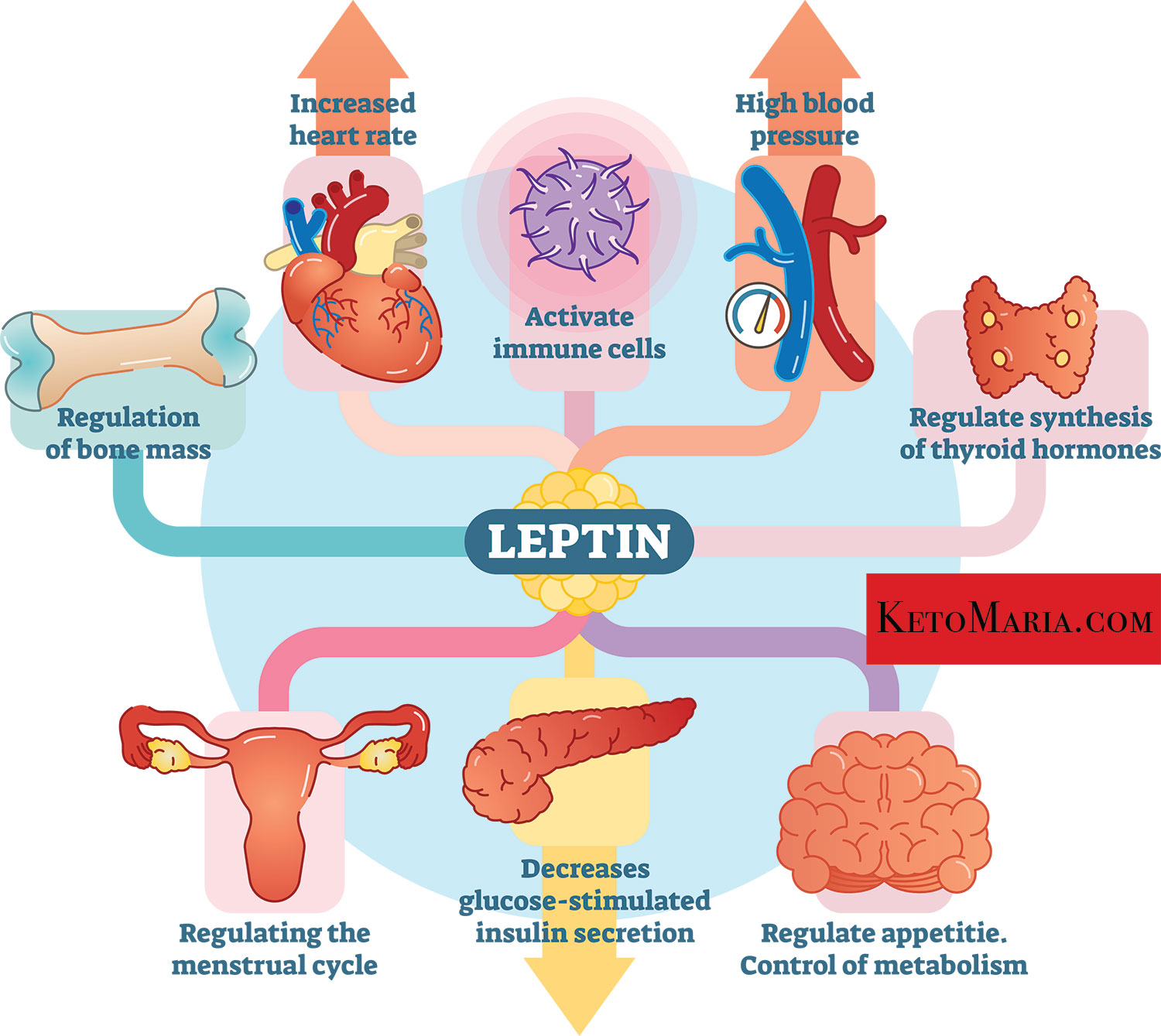 Leptin And Ghrelin What They Are And How They Impact 55 OFF Leptin And Ghrelin What They Are And How They Impact 55 OFF