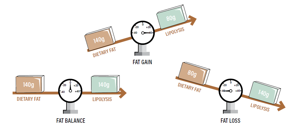 Fat Flux - Maria Mind Body Health